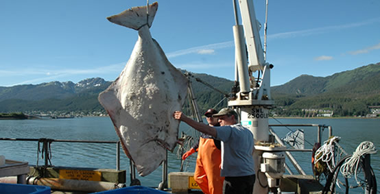 This is a very large halibut at the dock of Taku Smokeries | Alaska ...