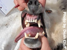 North Pole Wolf Emails Locations to Researchers