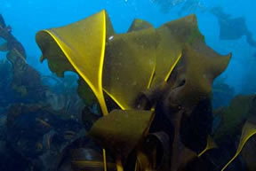 Researchers discover new kelp species in Aleutians - Alaska