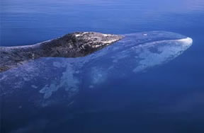 Bowhead Whales May Be the World's Oldest Mammals