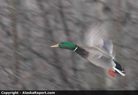 Mallard duck in flight at Potter Marsh in Anchorage, Alaska