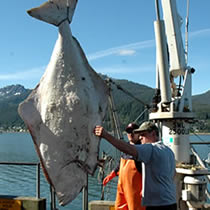 NOAA Fisheries Adjusts Commercial Halibut Individual Fishing Quota System