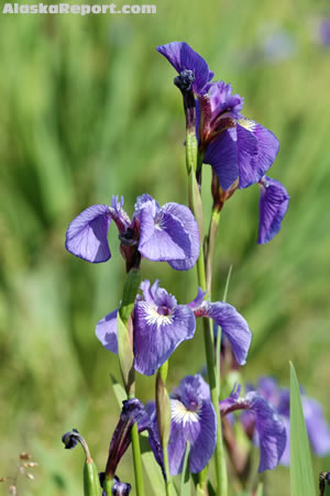Alaska Iris