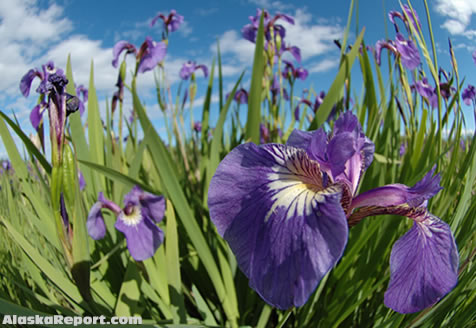 Alaska Iris Field