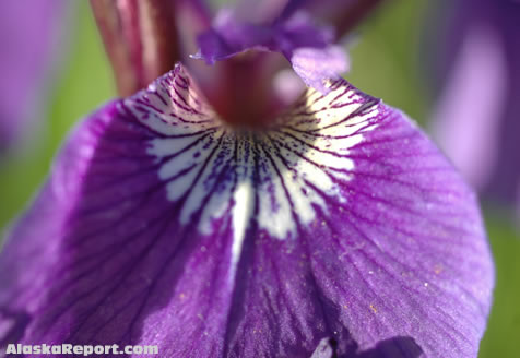 Alaska Iris Flower